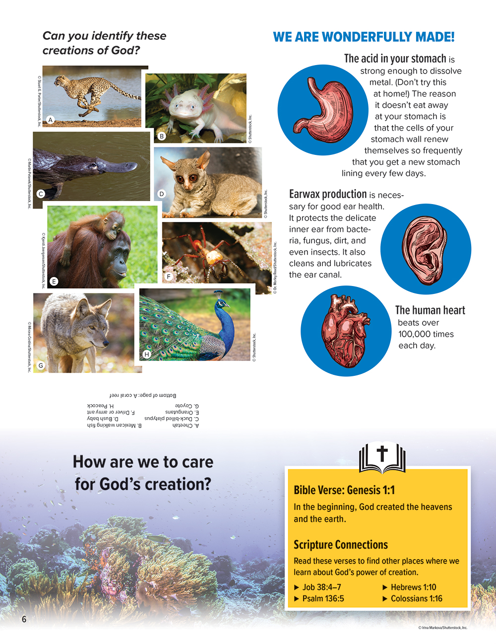 Leader & Student Guides | Enduring Faith Bible Curriculum